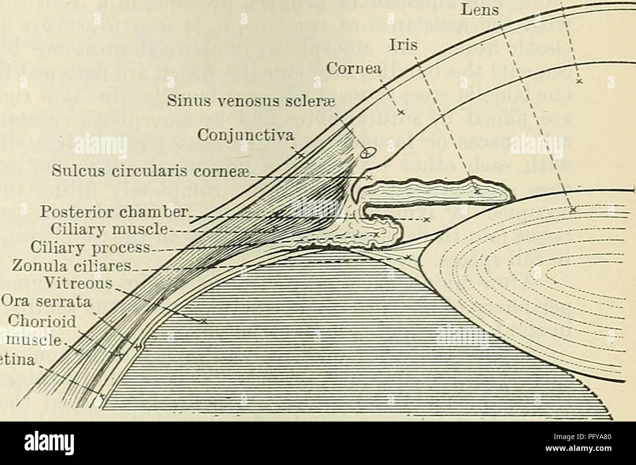 . Cunningham's Text-book of anatomy. Anatomy. FIBKOUS TUNIC OF THE EYE ...