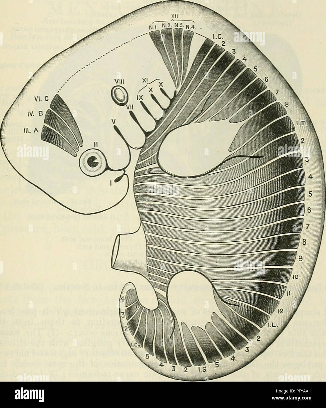 . Cunningham's Text-book of anatomy. Anatomy. THE MOEPHOLOGY OF THE ...