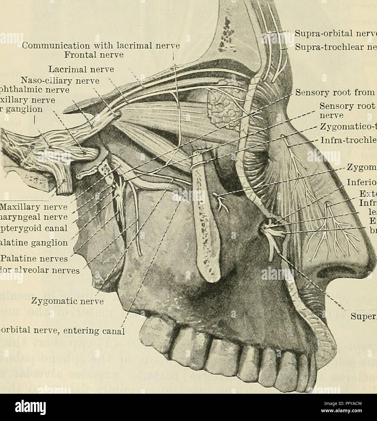 Trigeminal Nerve Petrous Bone