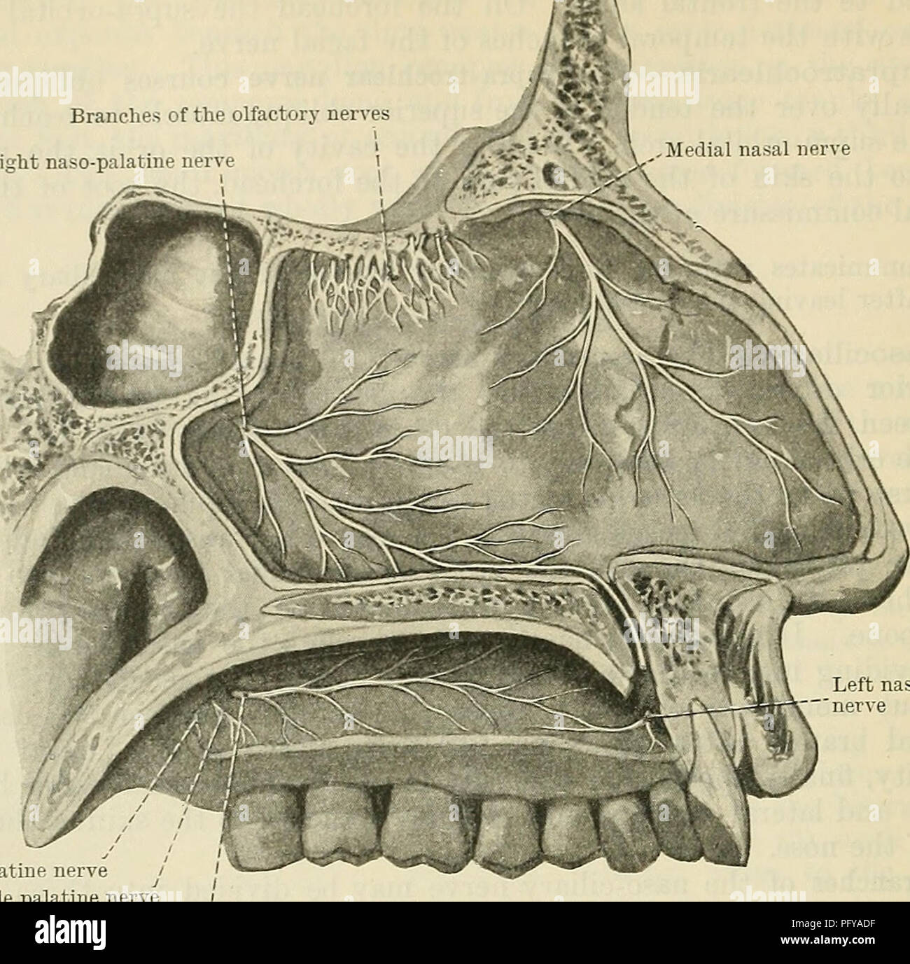Palatine Nerve