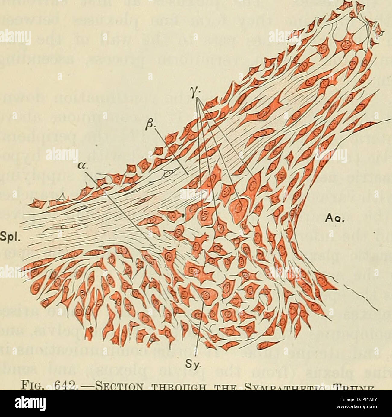. Cunningham's Text-book of anatomy. Anatomy. 766 THE NERVOUS SYSTEM ...
