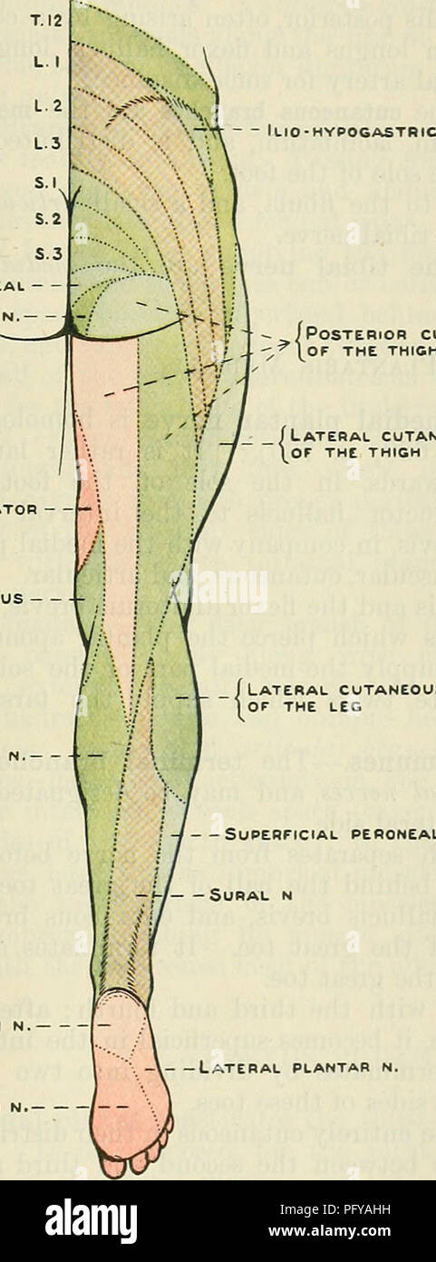 . Cunningham's Text-book of anatomy. Anatomy. TIBIAL NEKVE. 733 their ...