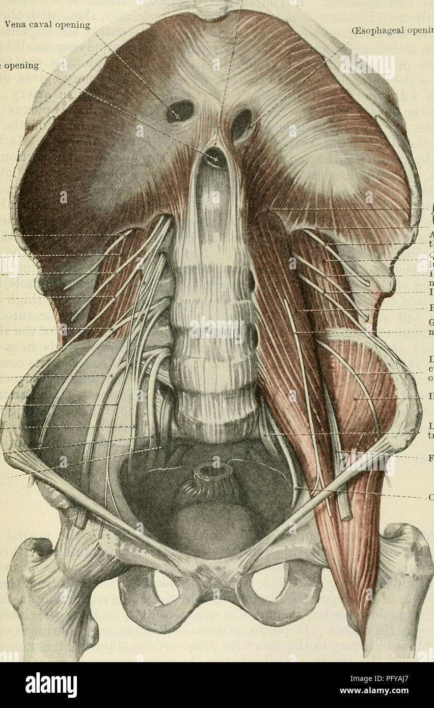 This anatomy textbook by Cunningham provides an in-depth look at the ...