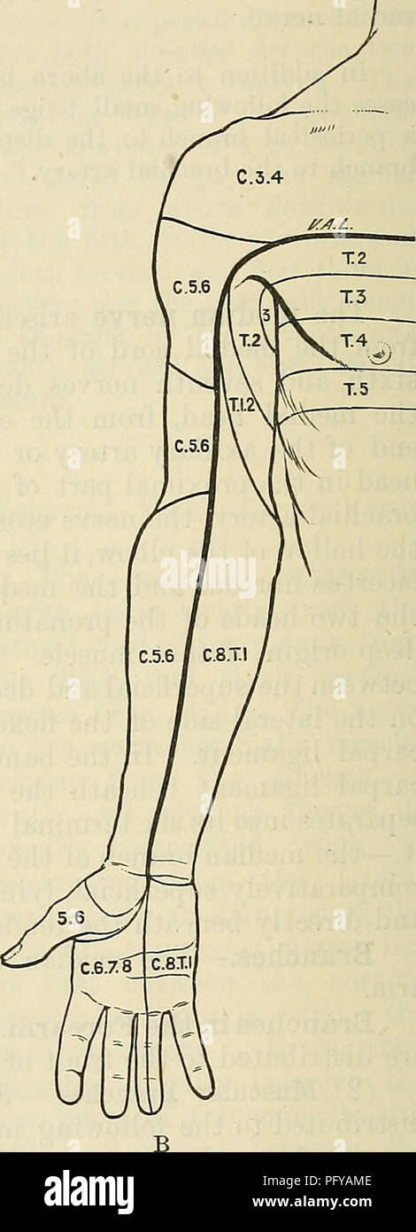 This textbook provides an in-depth study of the cutaneous nerve ...