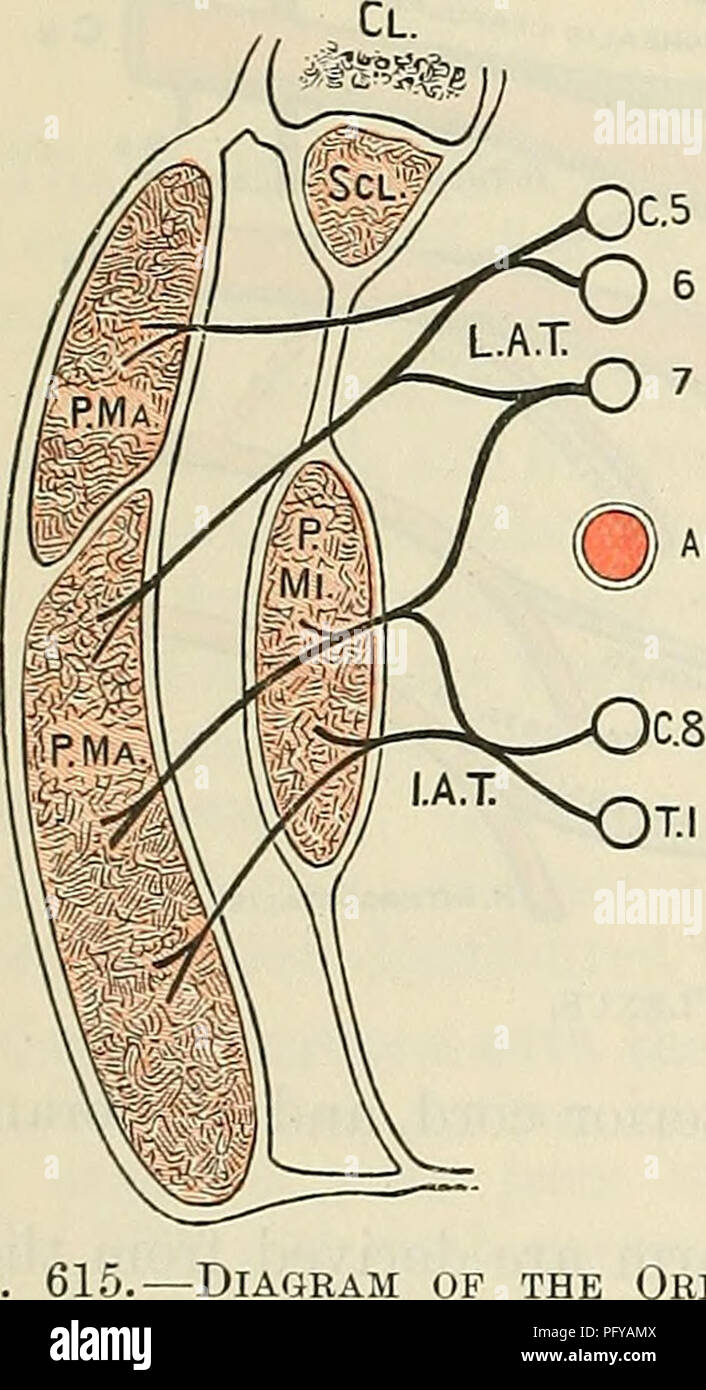 Long Thoracic Nerve Thoracodorsal Nerve