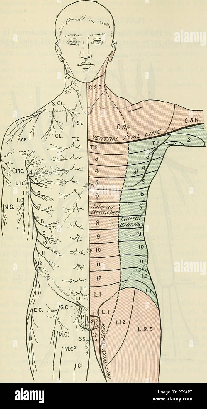 . Cunningham's Text-book of anatomy. Anatomy. CEKVICAL NERVES. 693 The ...