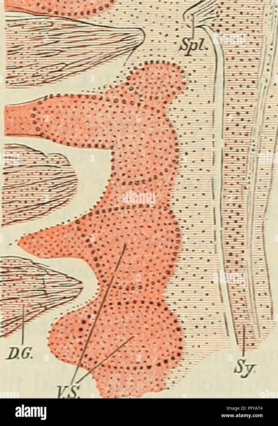 . Cunningham's Text-book of anatomy. Anatomy. o,, ^ 2 ^Pi. i There are ...