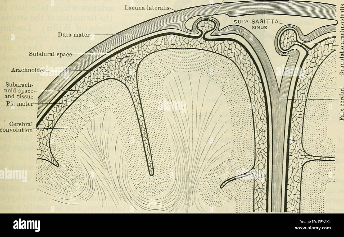 In *Cunningham's Text-book of Anatomy*, the subarachnoid space between ...