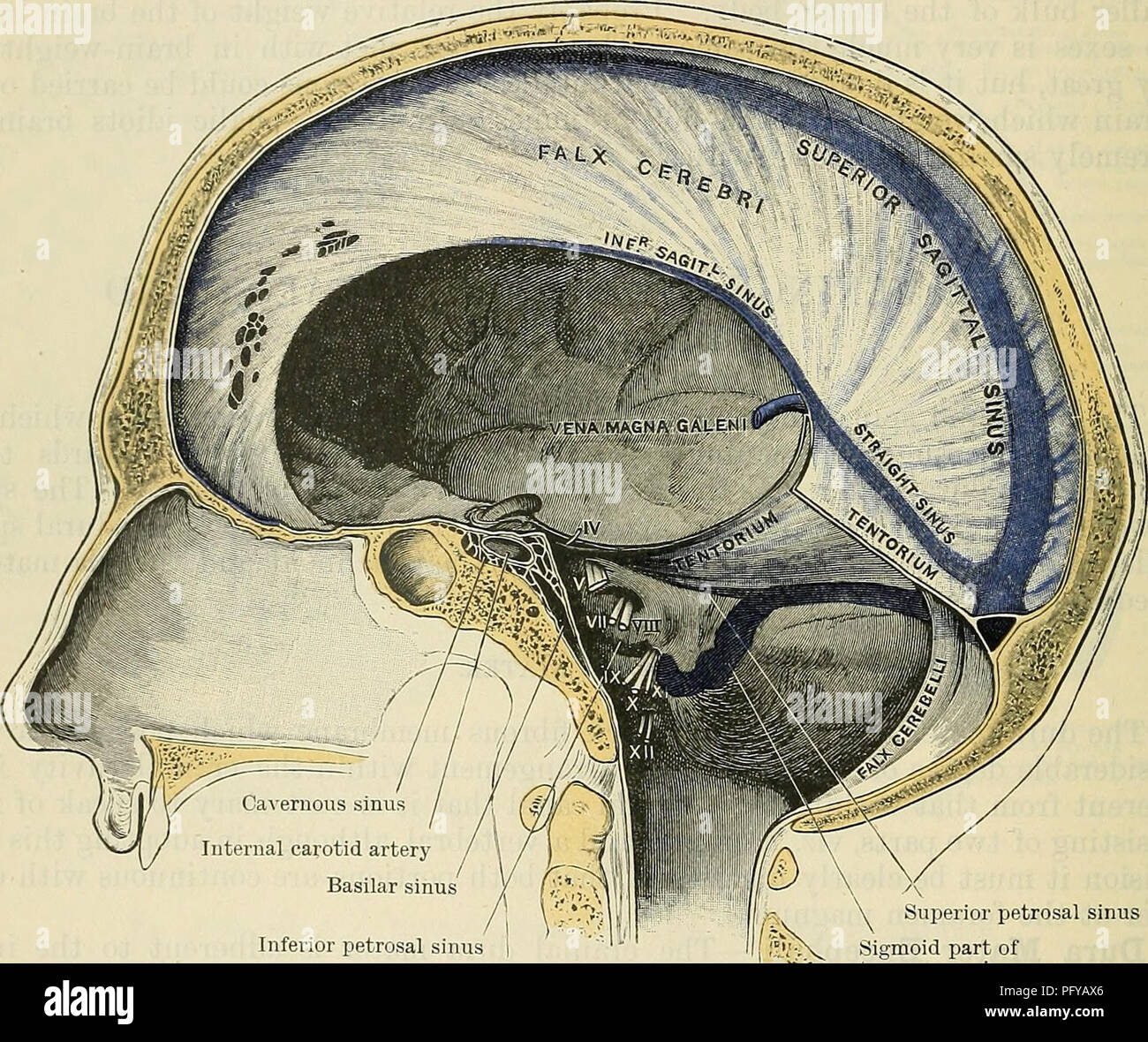 Periosteum Stock Photos & Periosteum Stock Images - Alamy