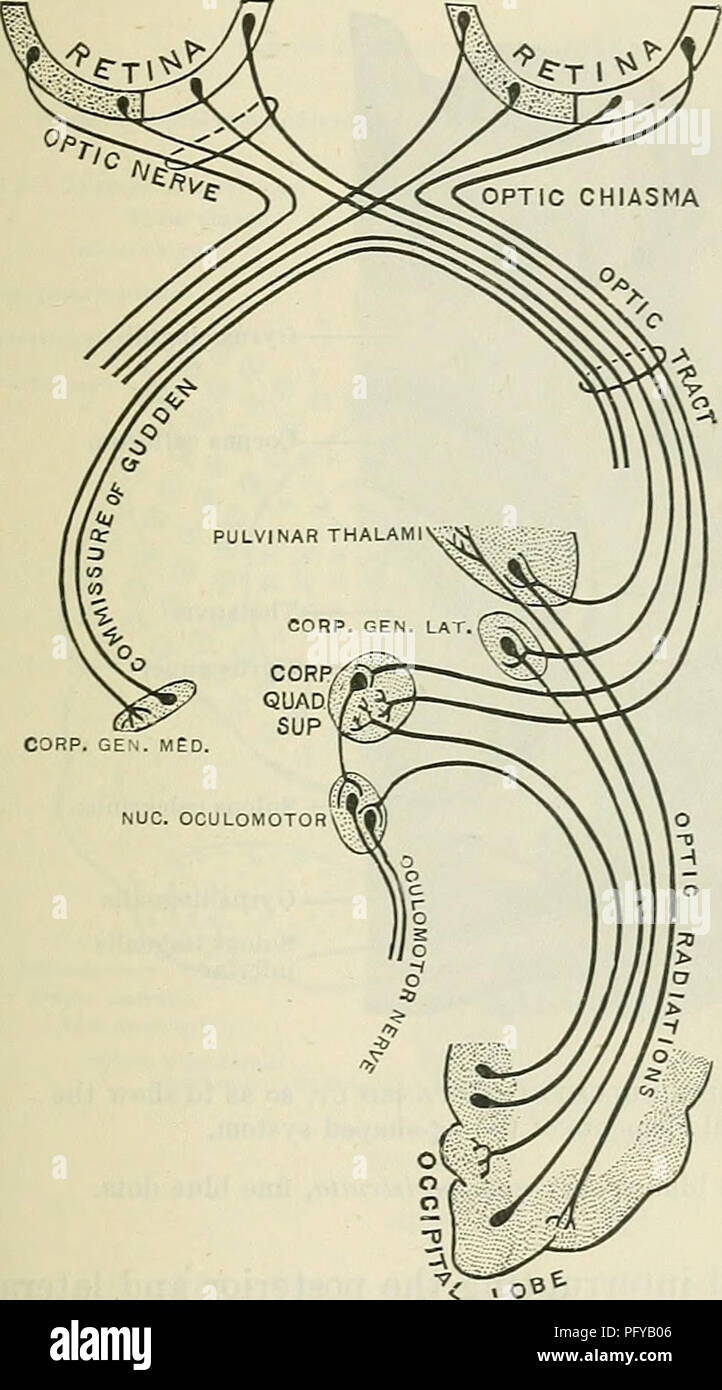 This entry focuses on the visual areas and fiber tracts in the brain ...