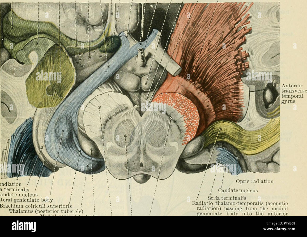 This anatomical diagram from Cunningham's Text-book of Anatomy ...