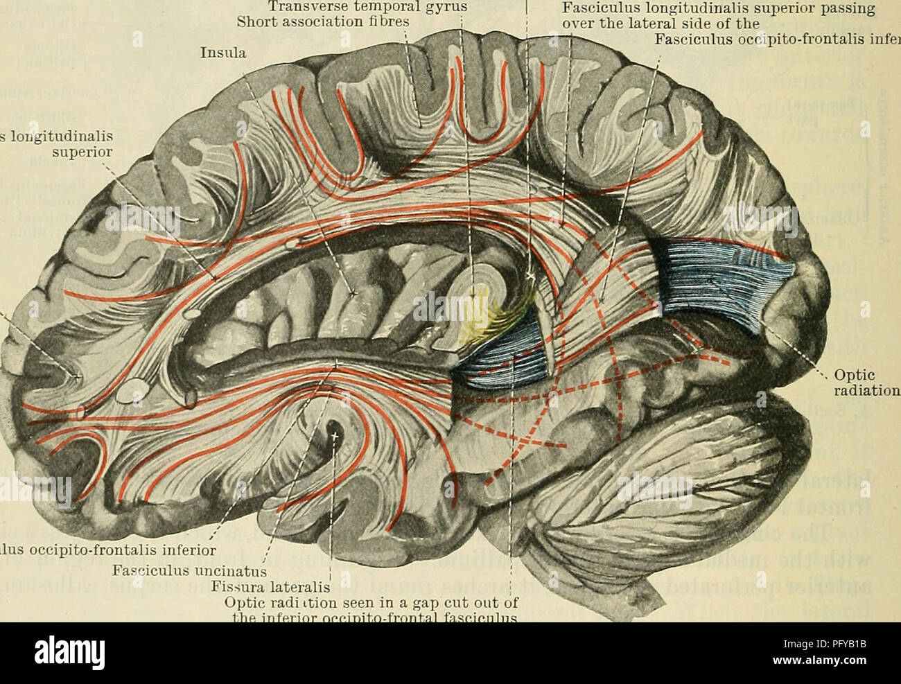 This text offers a comprehensive overview of the human nervous system ...