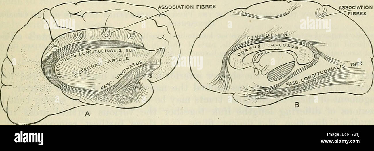 Left and right cerebral hemispheres hi-res stock photography and images ...