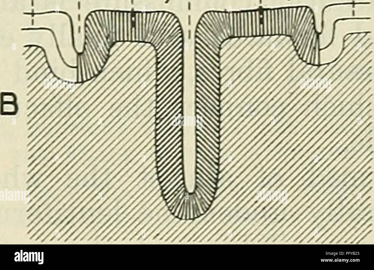 This textbook on anatomy, written by D.J. Cunningham and edited by ...