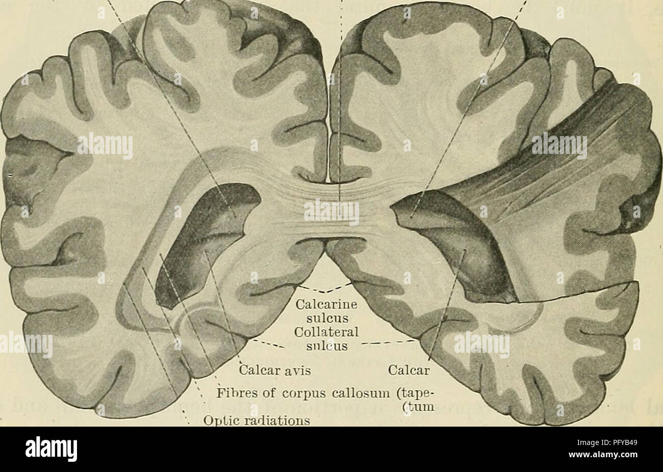 Cunningham's *Text-book of Anatomy* provides an in-depth study of the ...