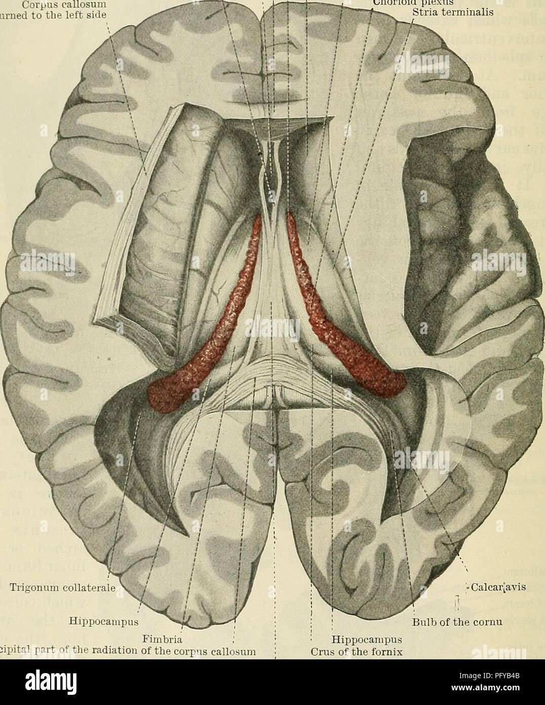 Genu of the corpus callosum hi-res stock photography and images - Alamy