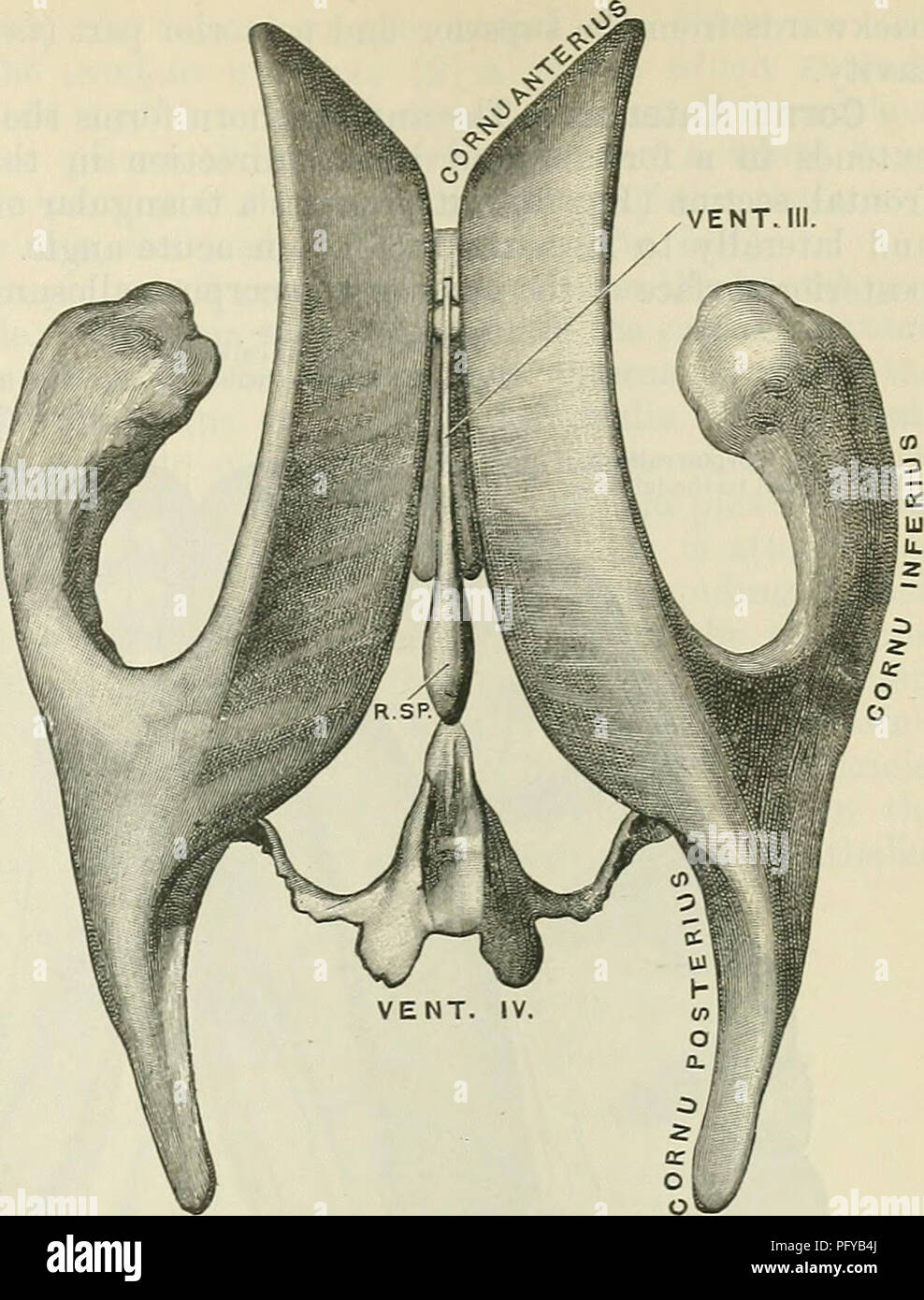 This anatomy textbook details the structure of the lateral ventricle ...