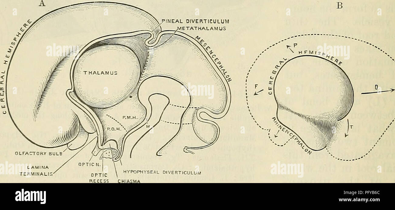 This anatomical textbook includes diagrams showing the development of ...