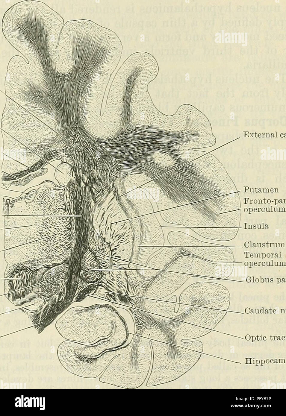Lentiform nucleus hi-res stock photography and images - Alamy