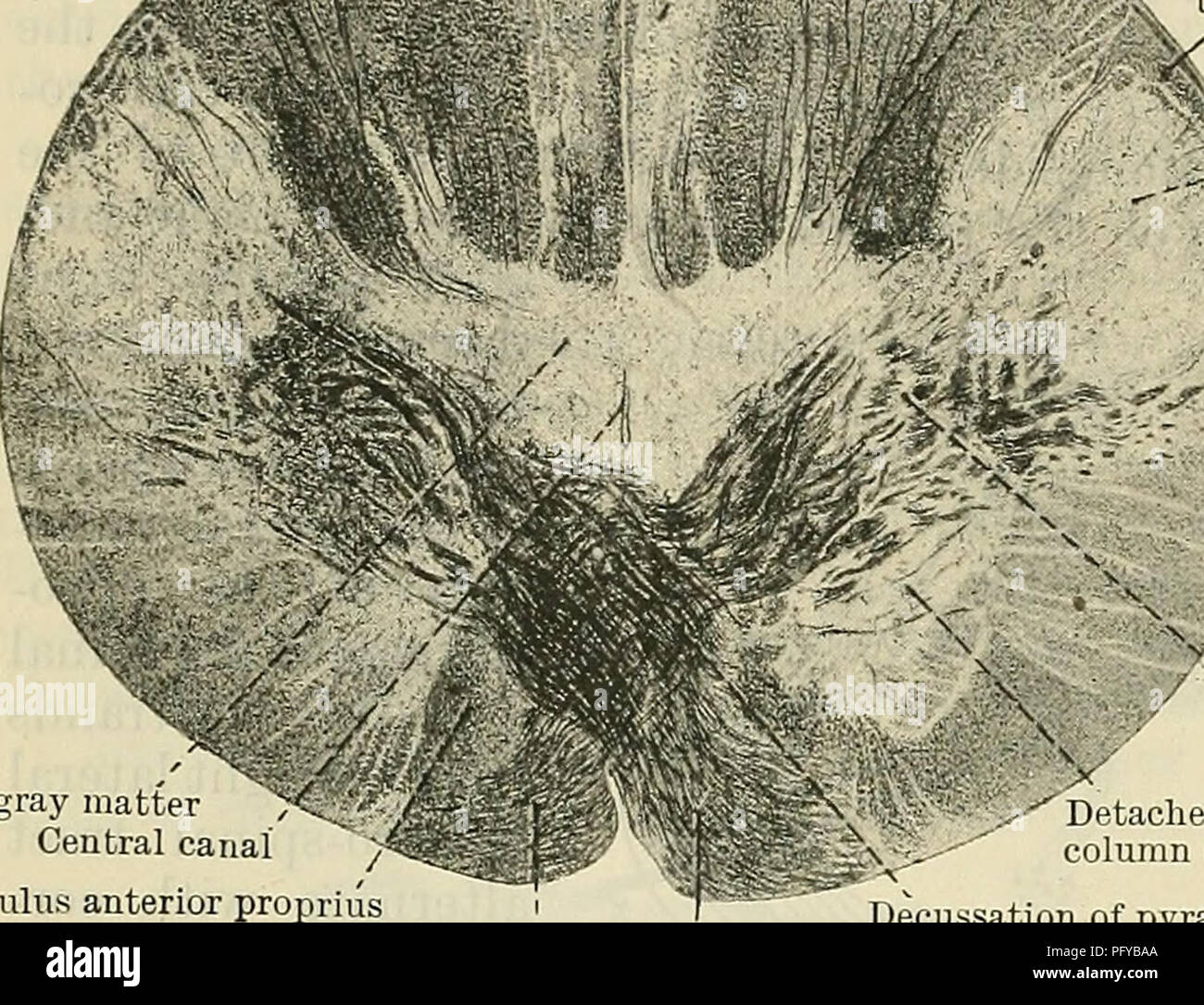 This text provides a comprehensive overview of human anatomy, with ...