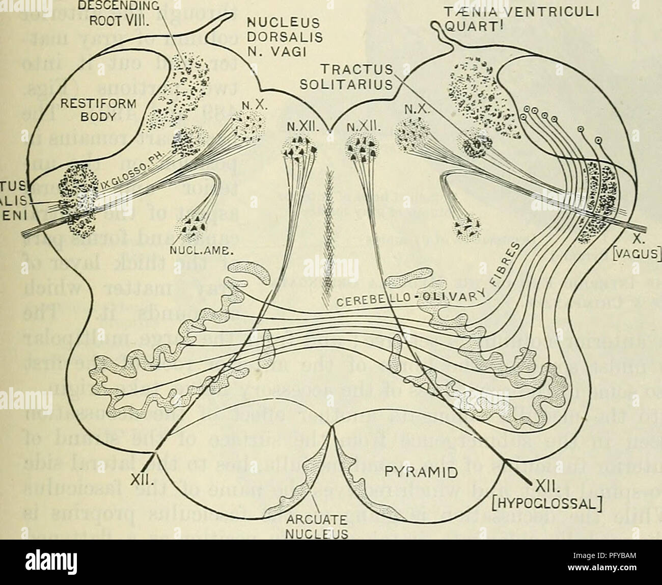 Medulla Spinalis High Resolution Stock Photography and Images - Alamy