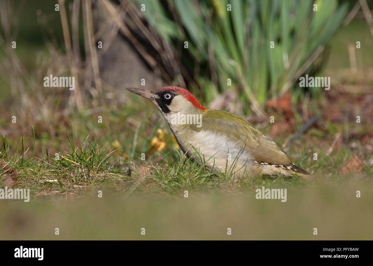 Green Woodpecker, Picus viridis, single adult female standing on grass ...