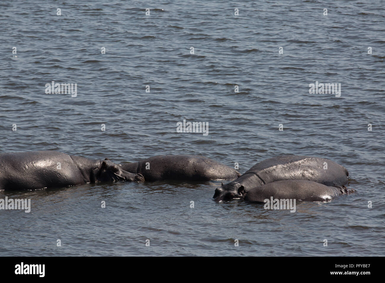 a hippo sitting in africa in the river to cool down from the heat Stock ...