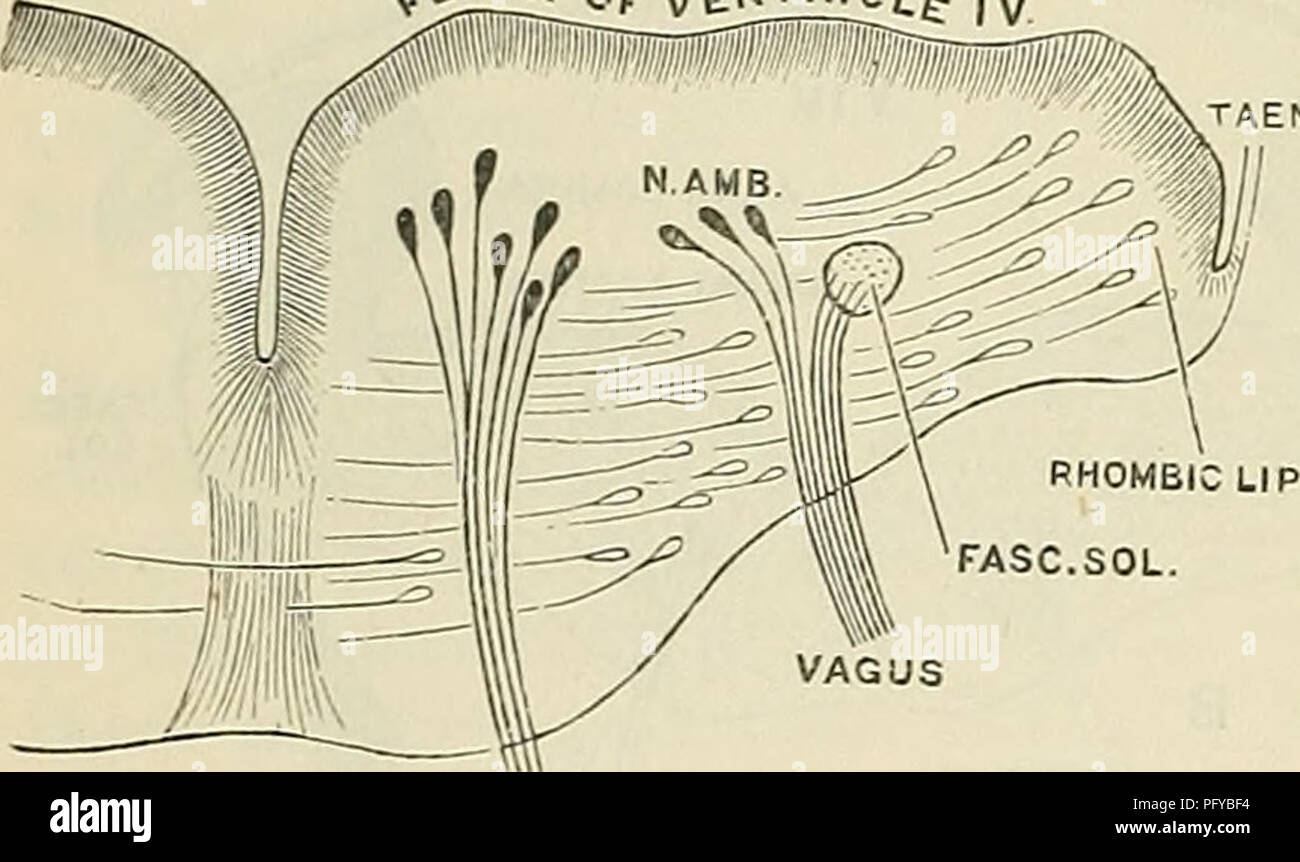 Basal Lamina Vsmembrane