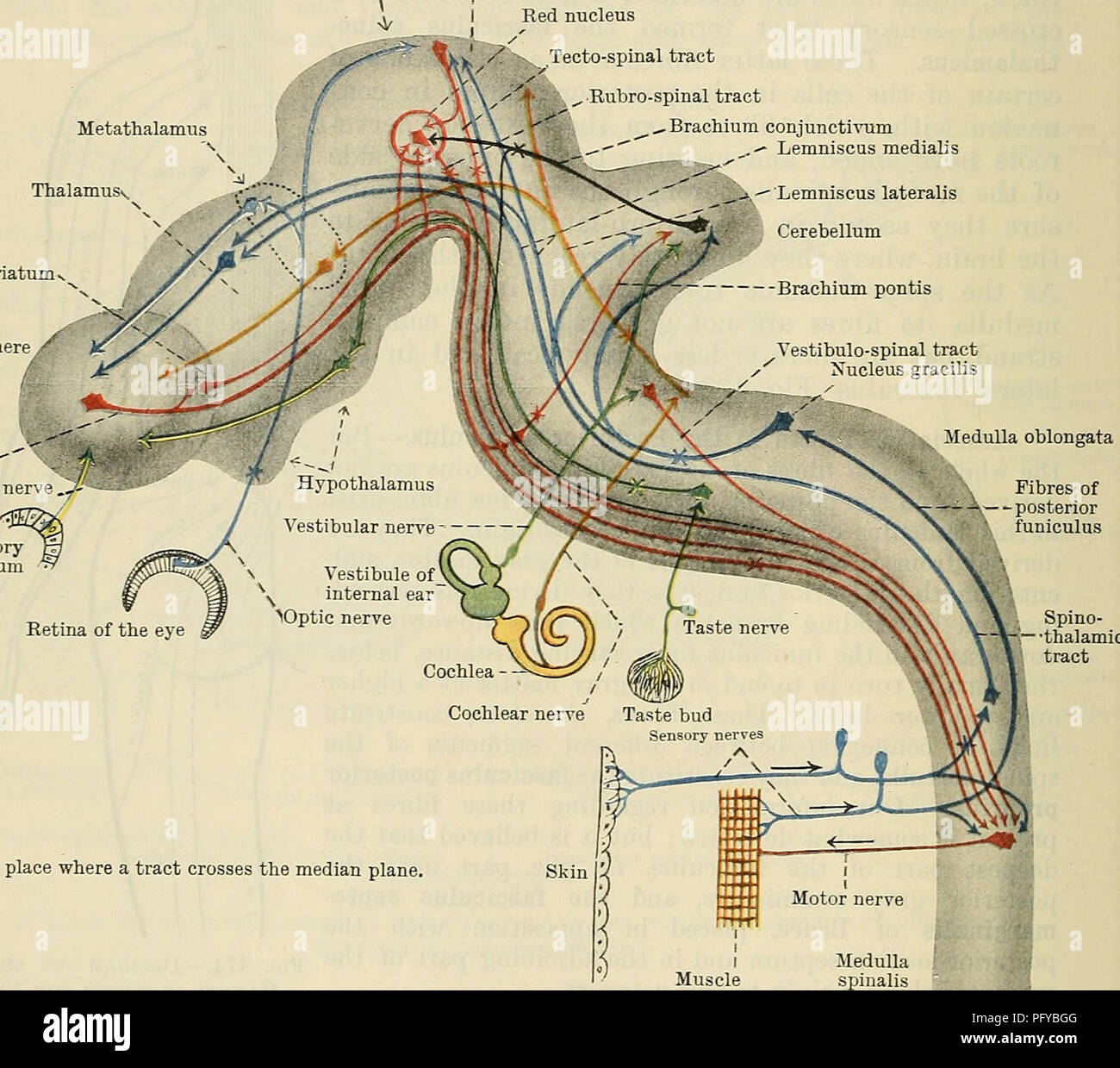 . Cunningham's Text-book of anatomy. Anatomy. 536 THE NERVOUS SYSTEM ...
