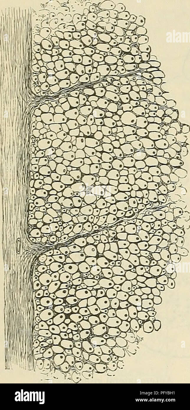 This anatomy textbook covers the structure of the nervous system ...