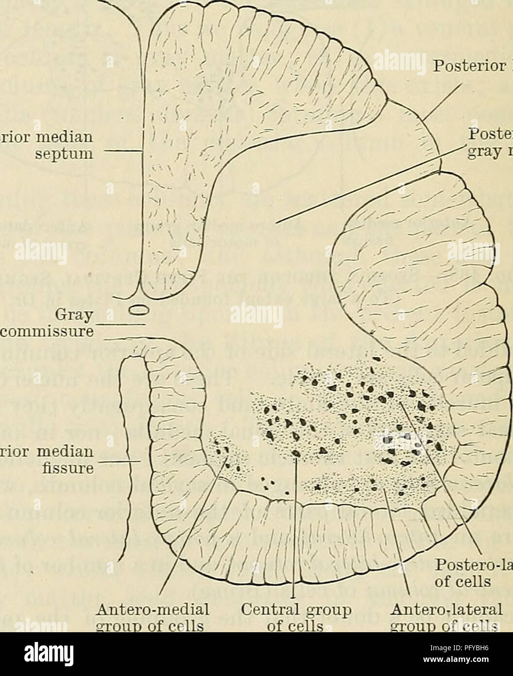 Posterior median septum hi-res stock photography and images - Alamy