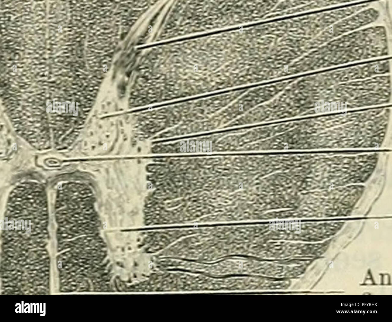 This anatomical illustration from Cunningham's Textbook of Anatomy ...