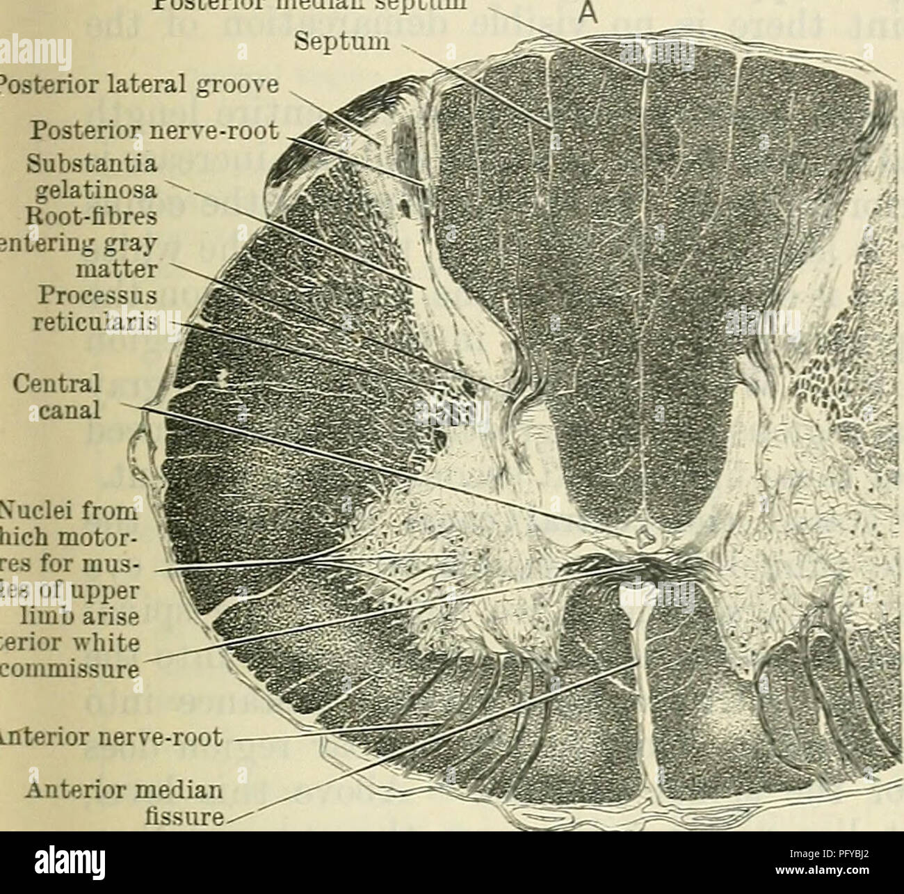 Conus Medullaris High Resolution Stock Photography and Images - Alamy