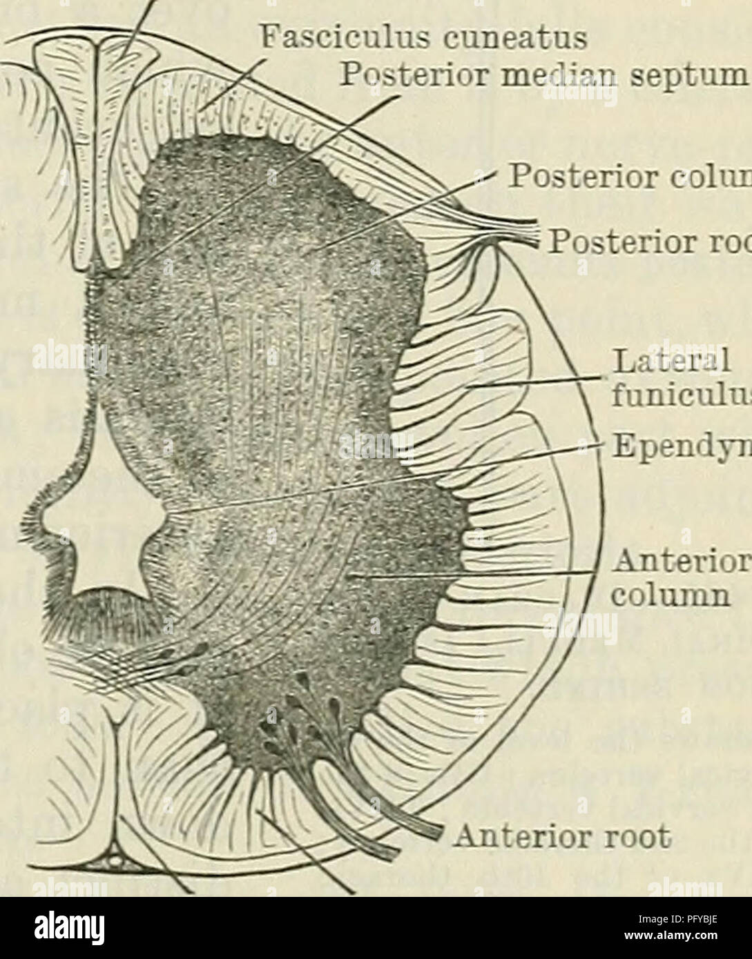This anatomy textbook provides detailed descriptions of the human ...