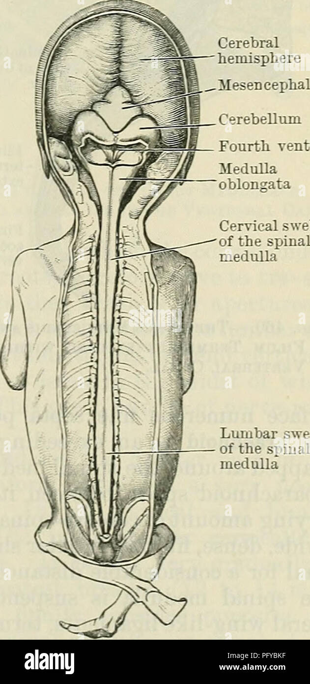 This excerpt from Cunningham's *Textbook of Anatomy* details the ...