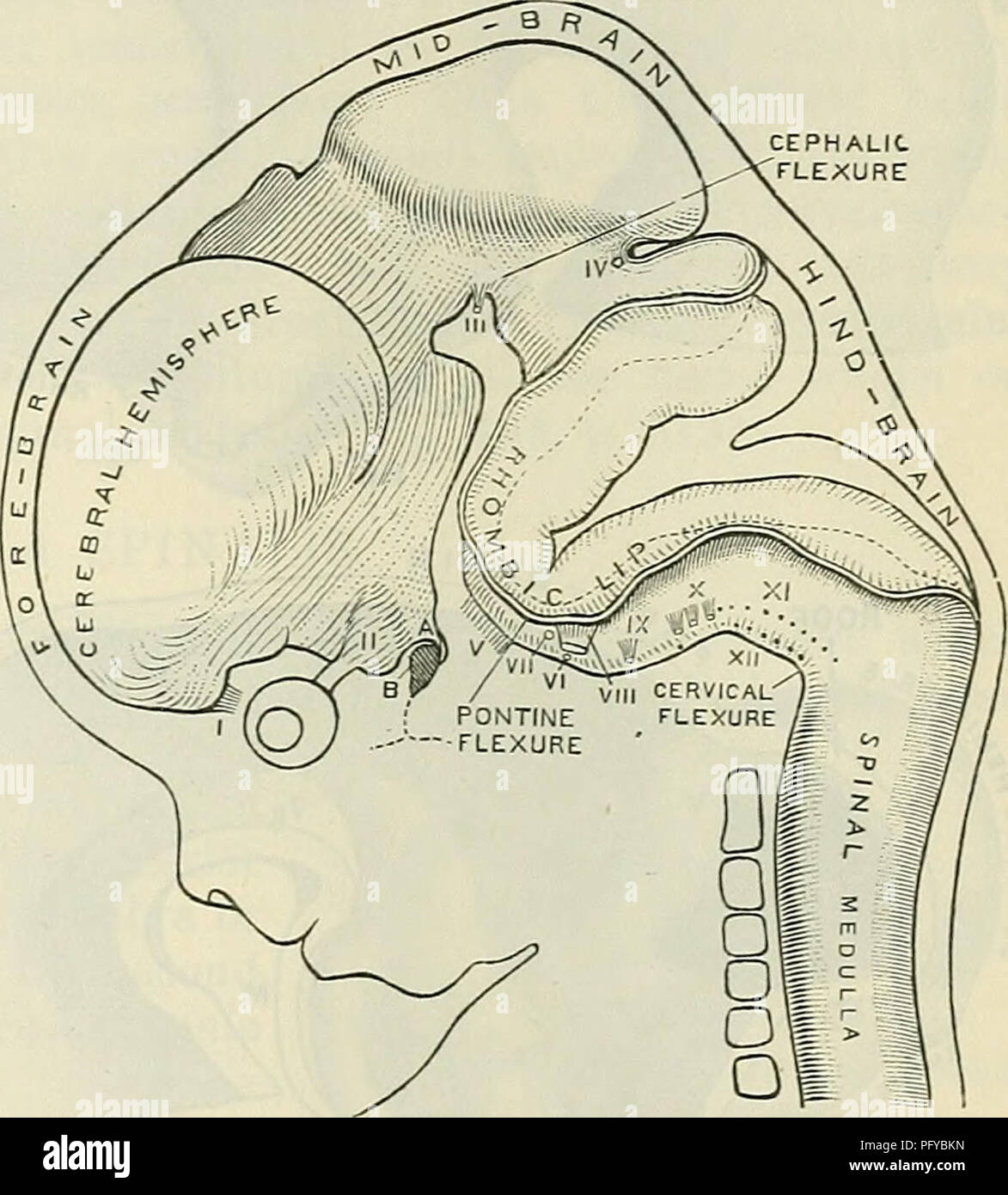 In this section of *Cunningham's Text-book of Anatomy*, the focus is on ...
