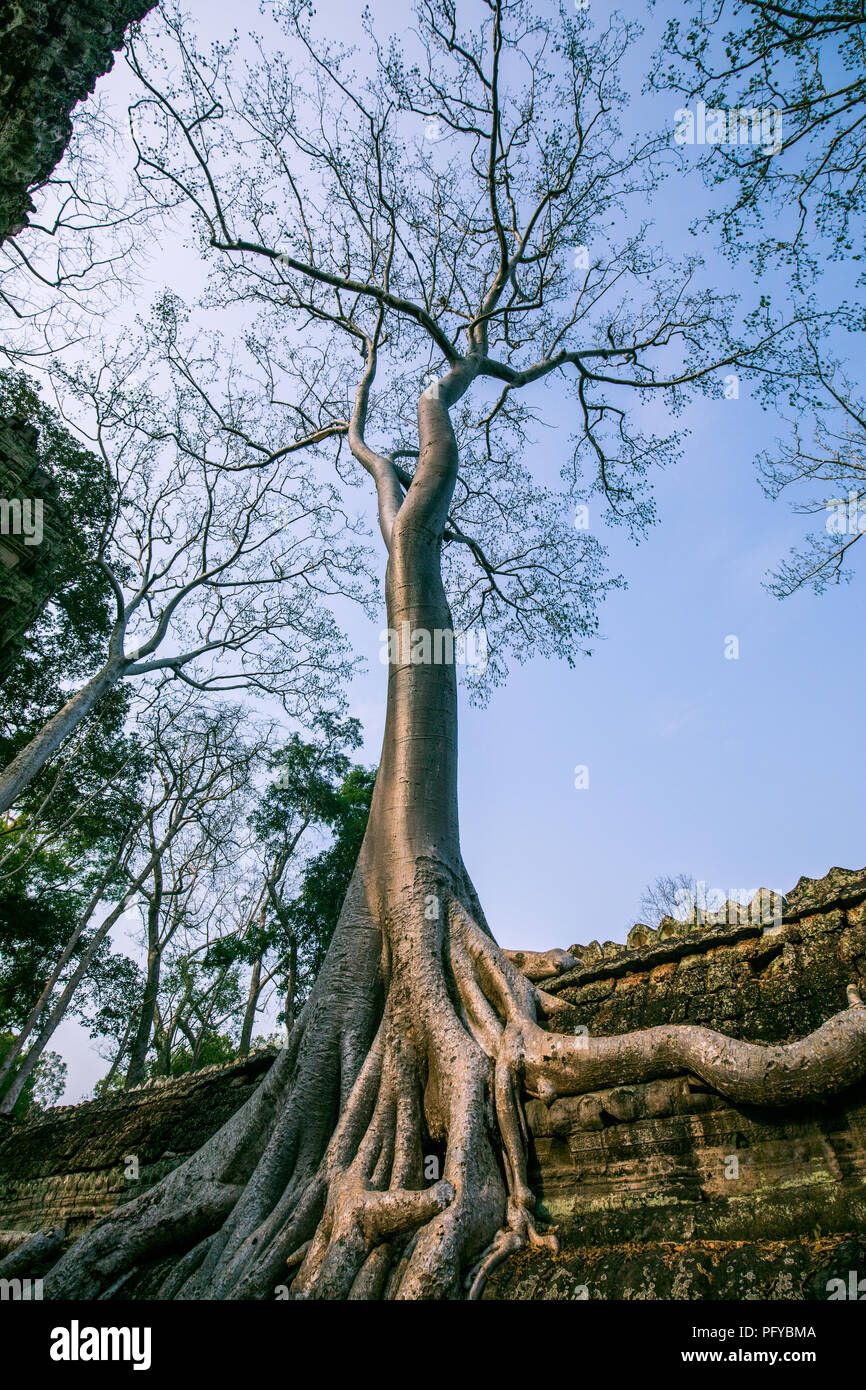 An old temple in cambodia full of plans and trees over grown Stock ...