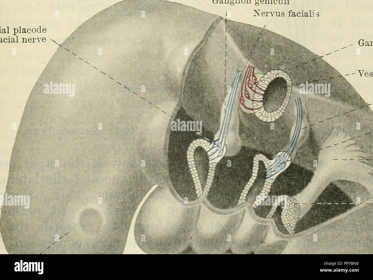 . Cunningham's Text-book of anatomy. Anatomy. Fig. 442.—Diagrams of ...