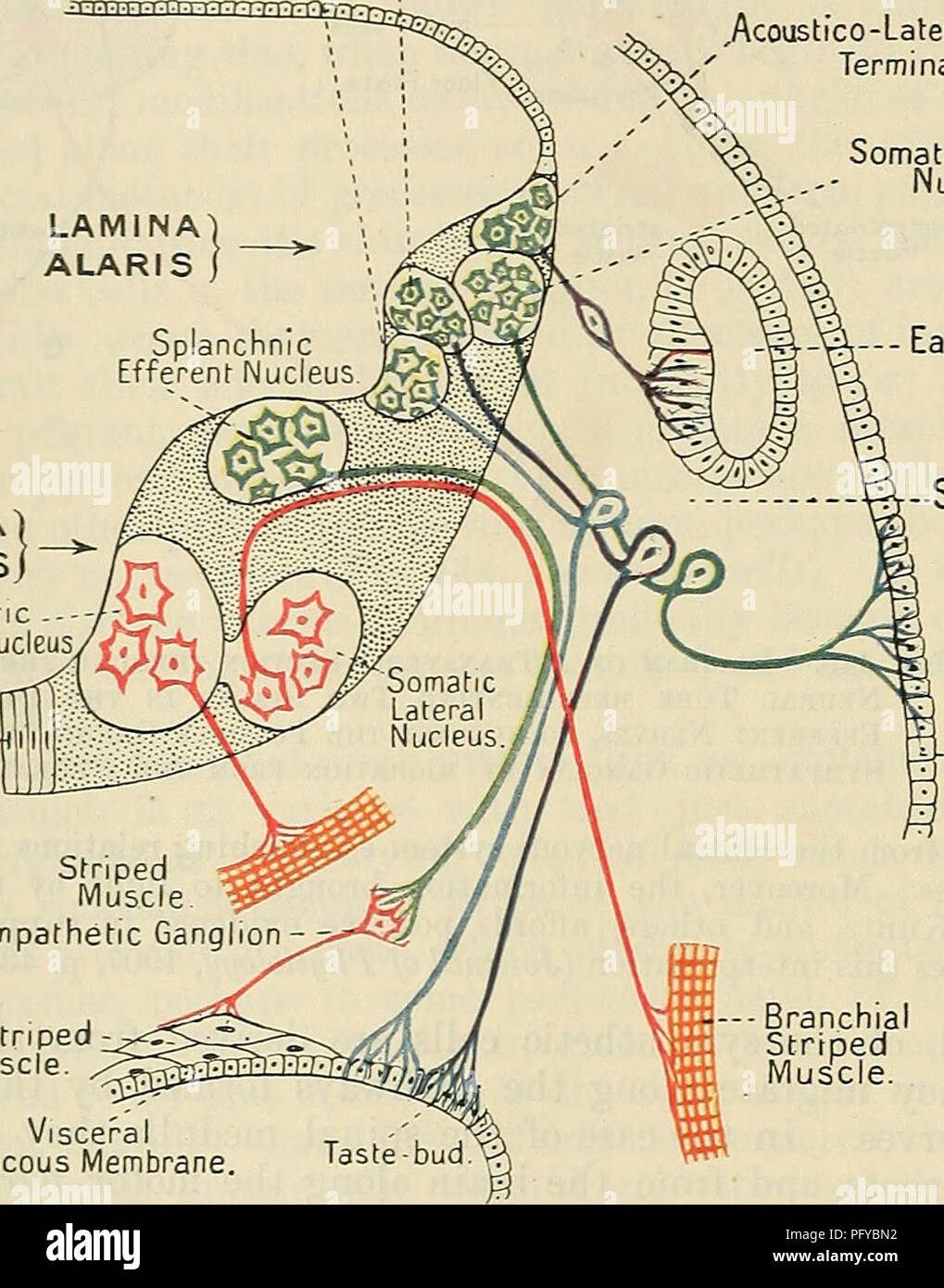 Cervical control hi-res stock photography and images - Alamy