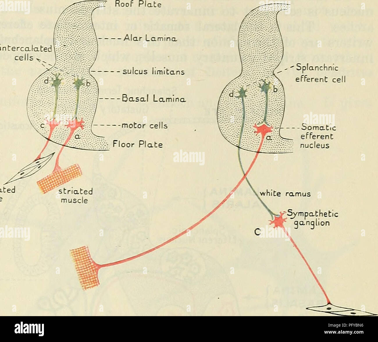 Somatic cells hi-res stock photography and images - Alamy