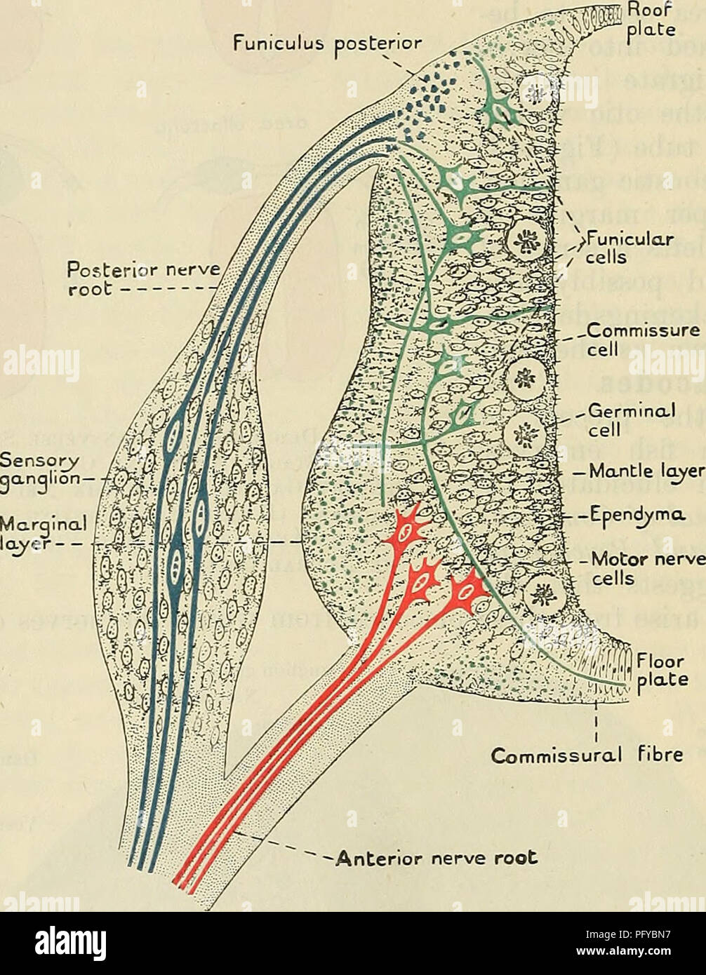 This textbook provides detailed information on the anatomy of the ...