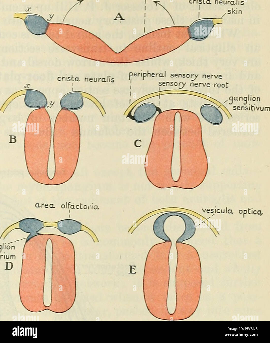 . Cunningham's Text-book of anatomy. Anatomy. ELEMENTS OF THE CENTRAL ...