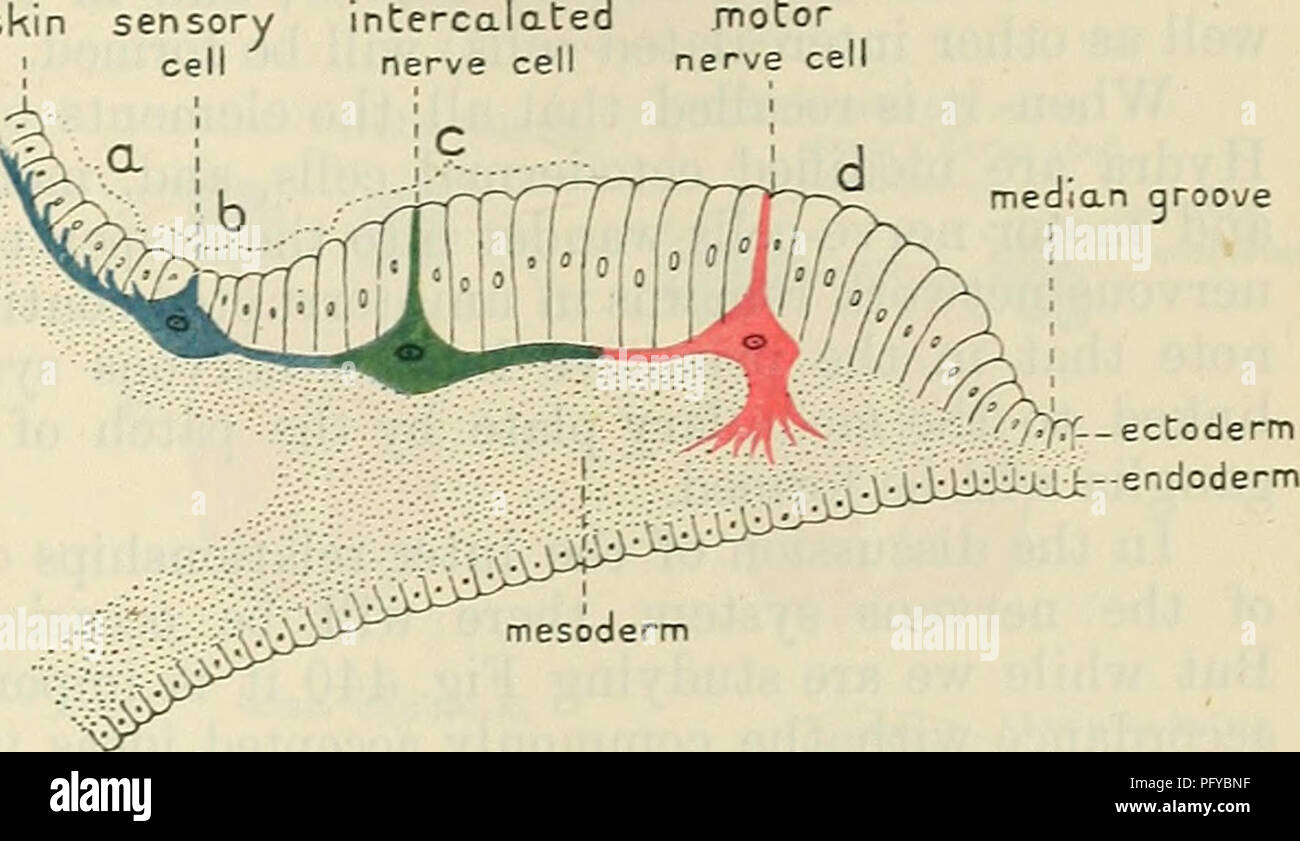 Anatomical study of the central nervous system, outlining the ...