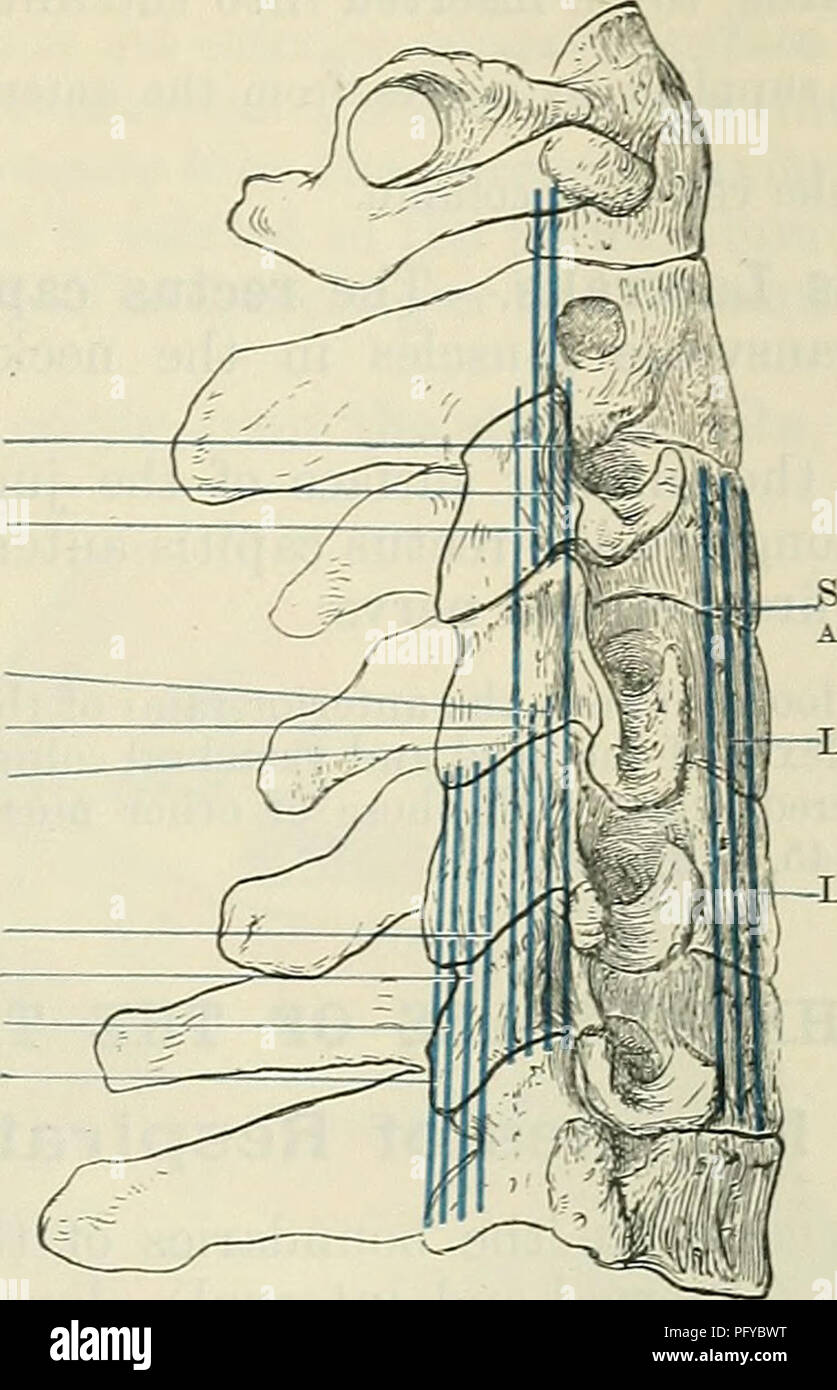 Longus colli hi-res stock photography and images - Alamy