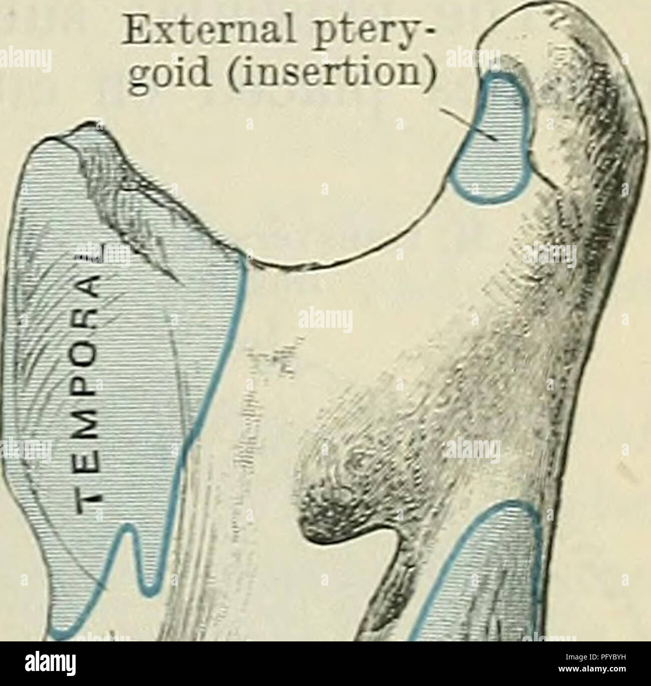 Mastoid Process Stock Photos & Mastoid Process Stock Images - Alamy