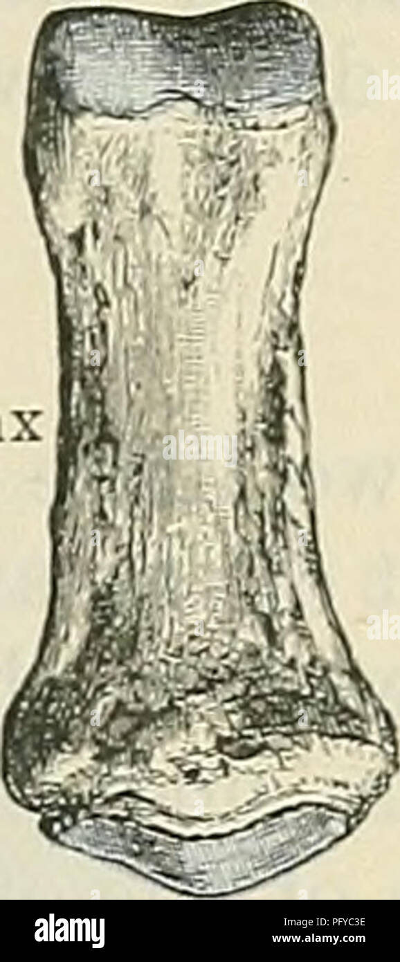 . Cunningham's Text-book of anatomy. Anatomy. THE PHALANGES. 227 in ...