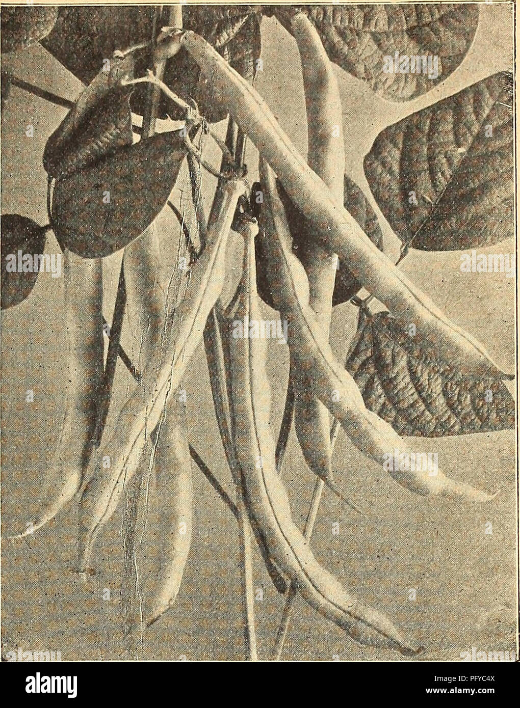 This 1918 catalog from Currie's farm provides detailed information on ...