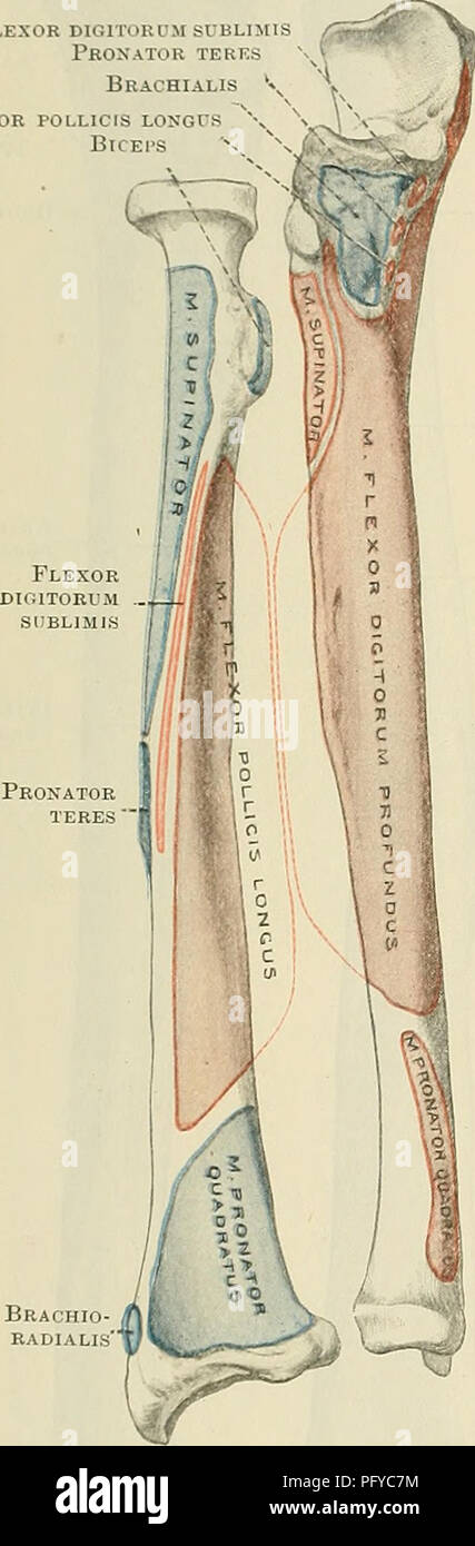 Cunningham's Text-book of Anatomy provides an overview of the human ...