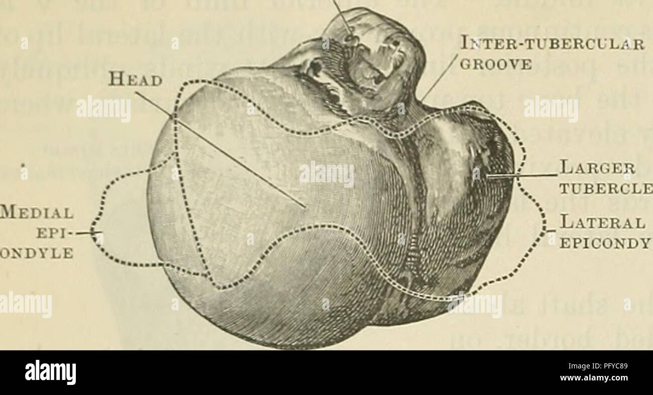 Cunningham's textbook on anatomy provides detailed illustrations of ...