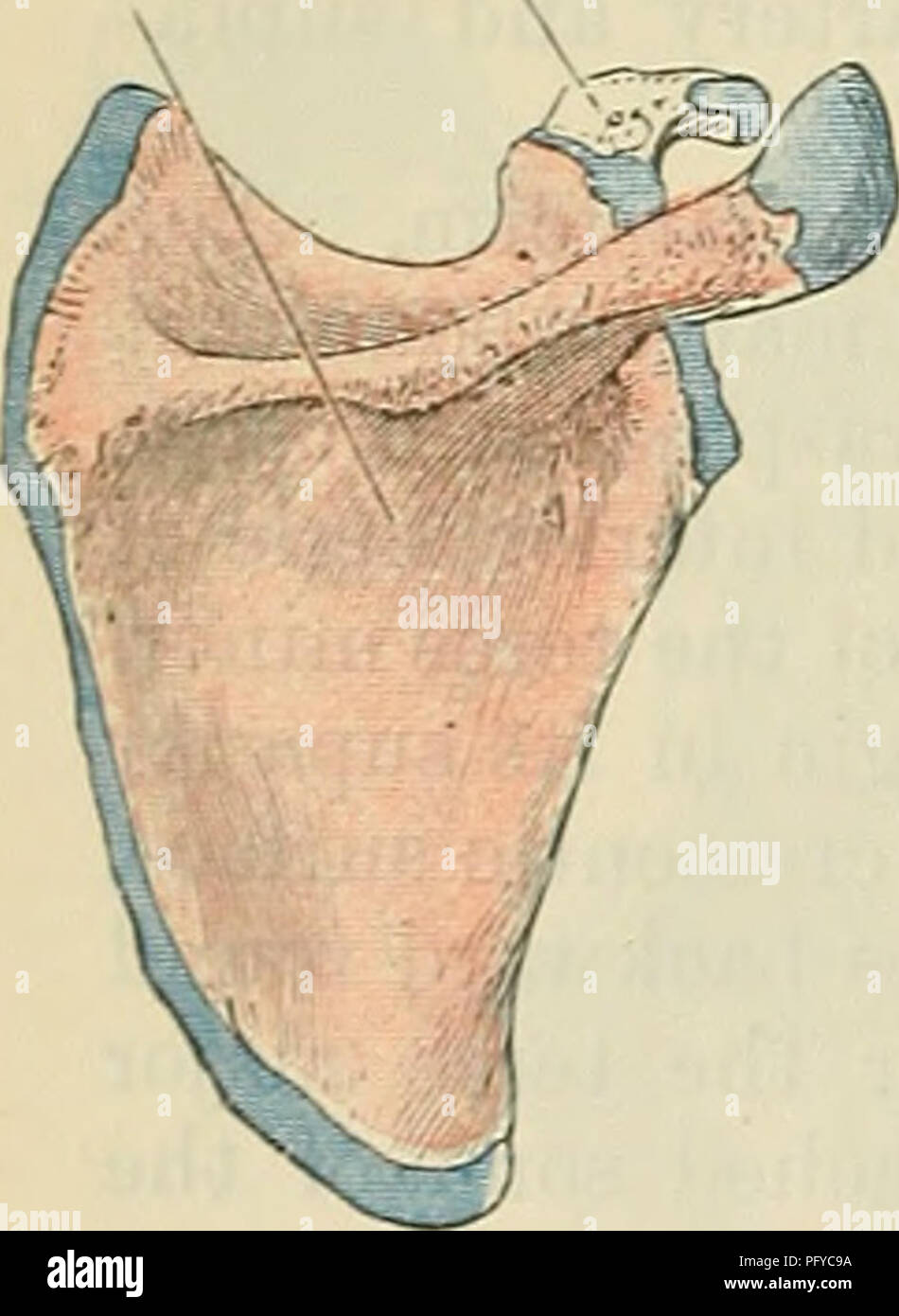 This anatomical textbook details the development of the subcoracoid and ...